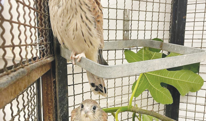 בעזרת השם: שני גוזלי בז אדום בקעו בגן החיות התנ"כי | חדשות מעריב