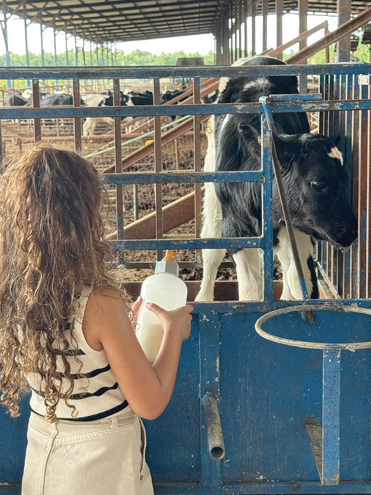 המלצות טיול לשלל פעילויות ומקומות לכבוד חג השבועות 2025 | מעריב