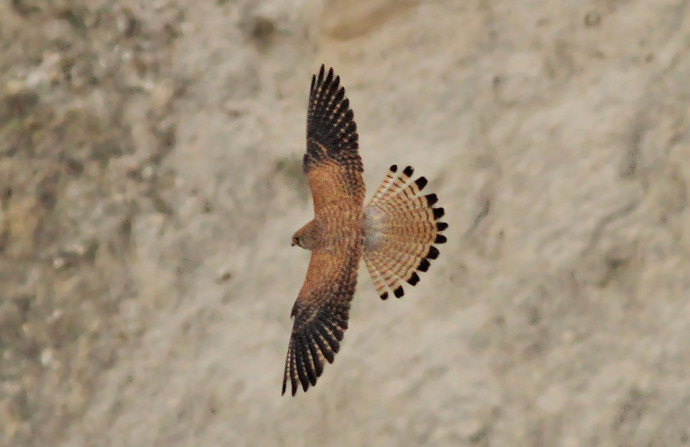 תיעוד עוצר נשימה: הצטרפו אל סיור באוויר עם ציפור ענקית | חדשות מעריב